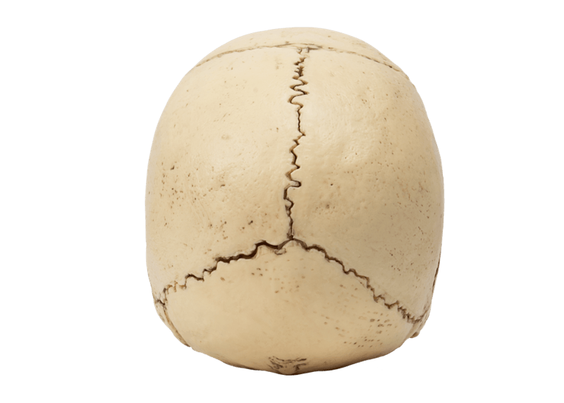 Fame Master Mighty Jaxx Human Anatomy Exploded Skull Figure - US