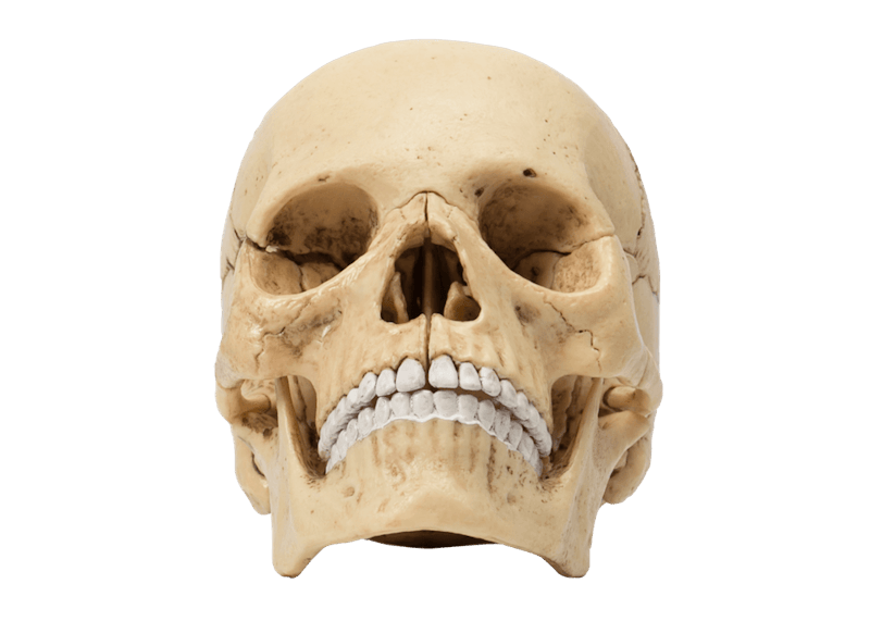 Fame Master Mighty Jaxx Human Anatomy Exploded Skull Figure - KR