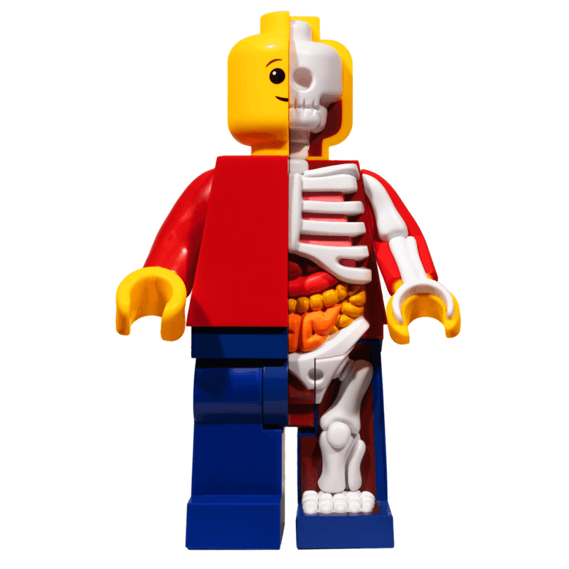 Jason Freeny Supersized Micro Anatomic (Junior) - US